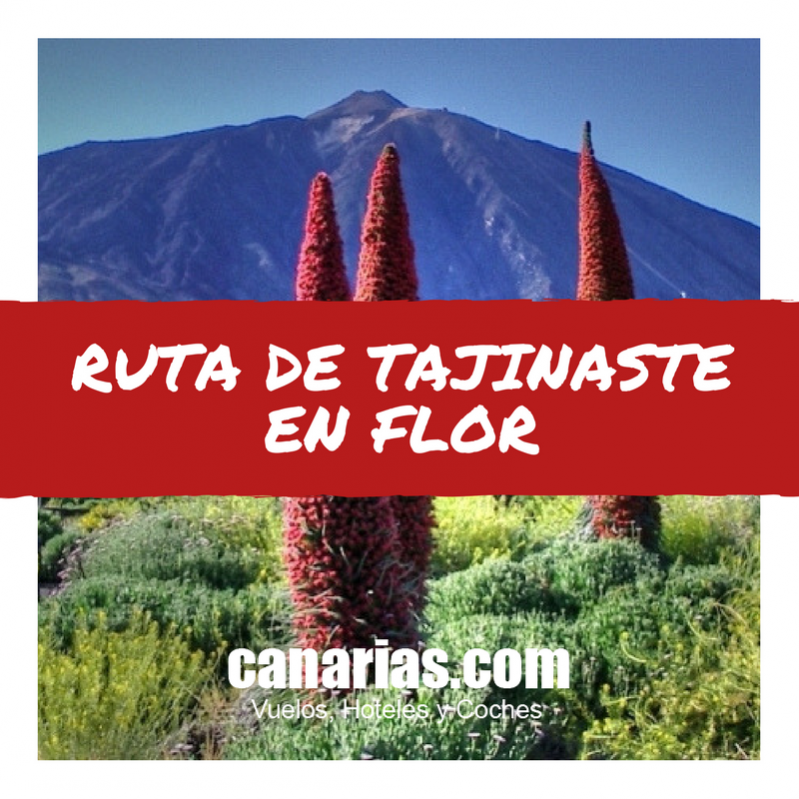 ruta-tajinaste-portada – Blog de Canarias.com